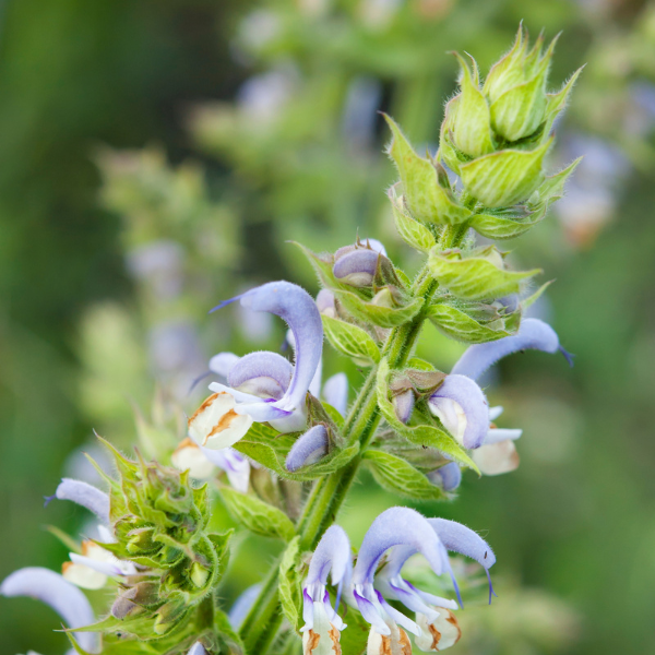 How To Use Clary Sage To Increase Focus – Scentered